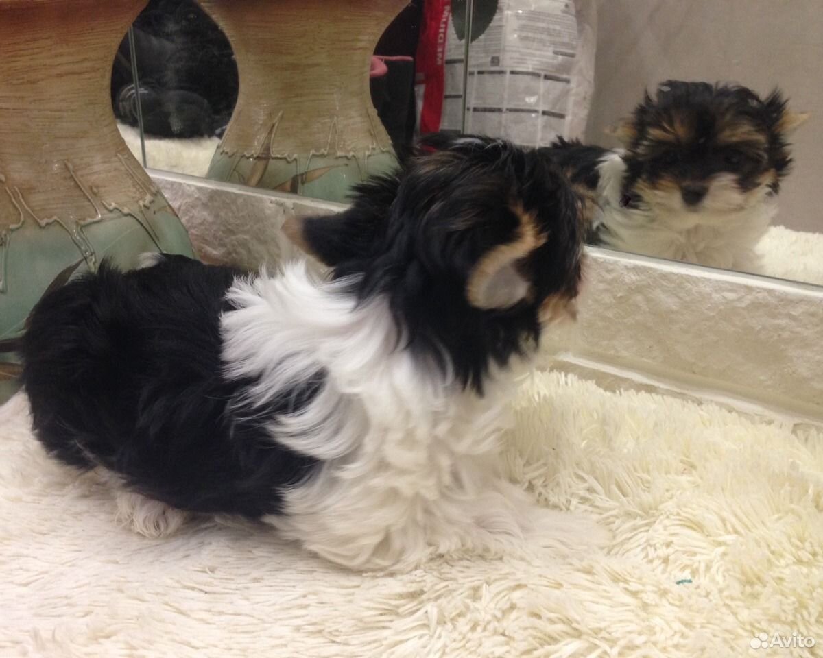 Девочки Бивер беби-фейс