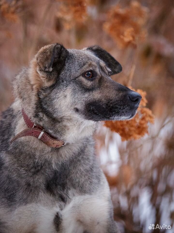 В добрые руки/в дар