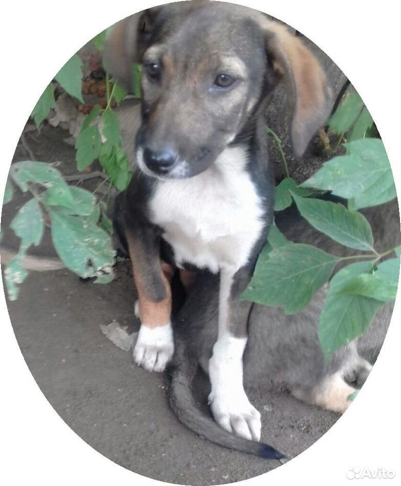 Щенки - метисы гончей породы, только для Вас
