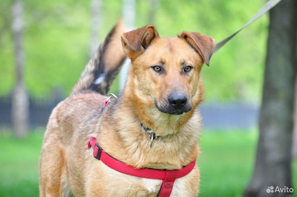 Хитроглазая девчушка ищет семью