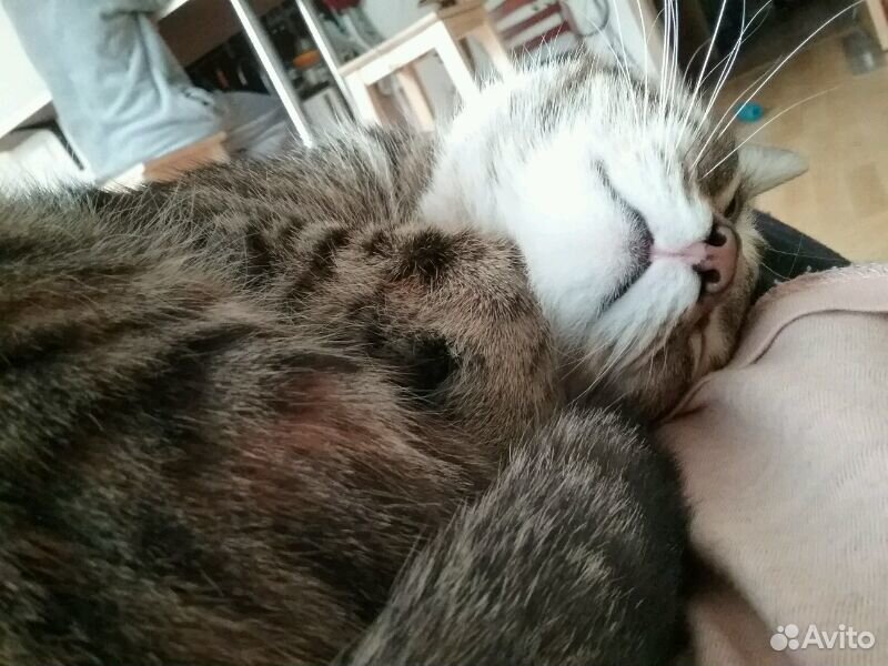 Кошка Моника