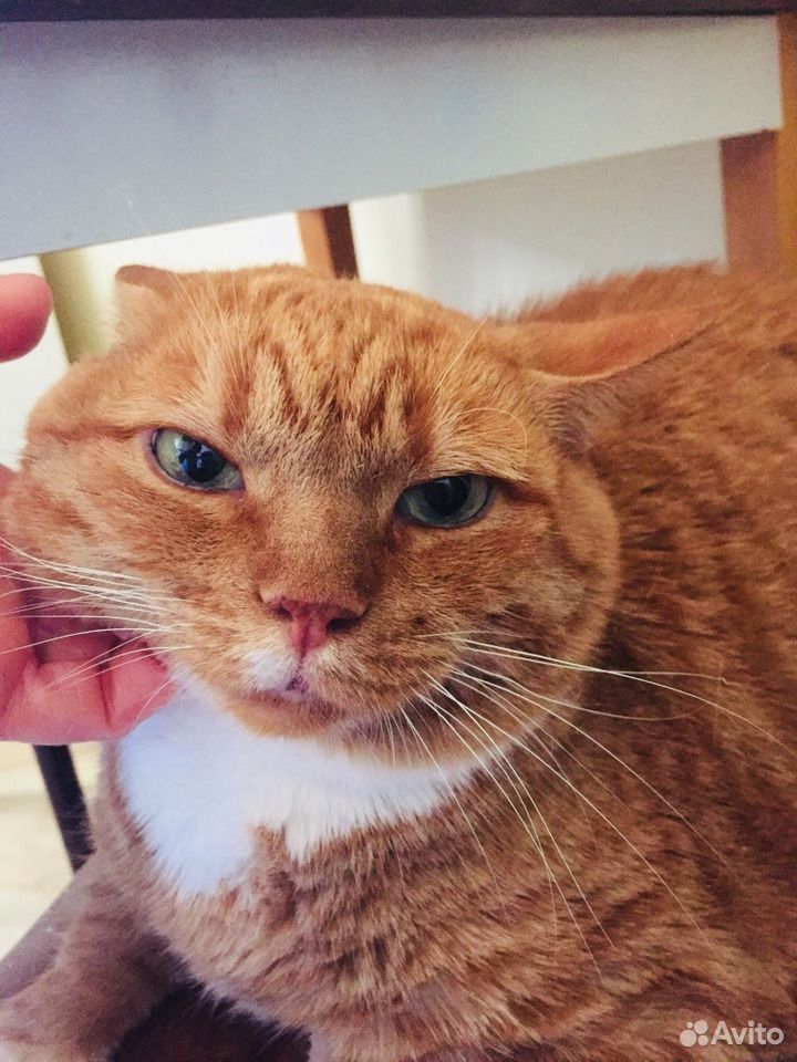 Кошка Грушенька