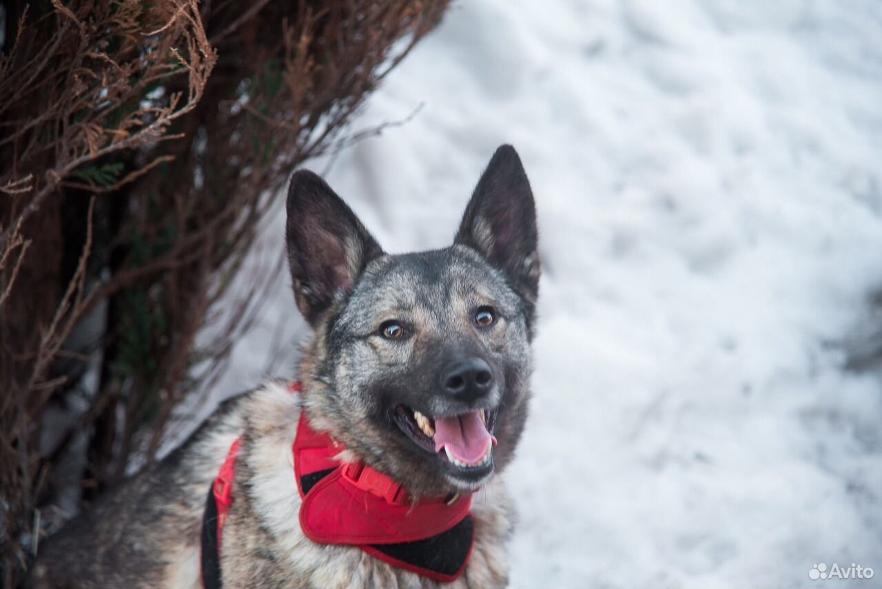 Отдам бесплатно