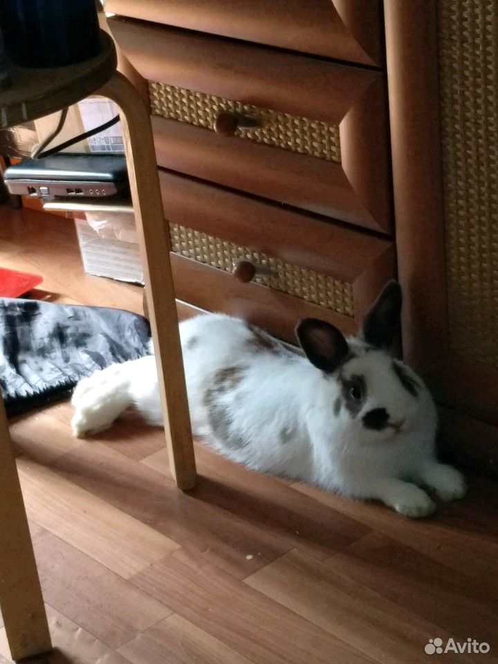 Кролик