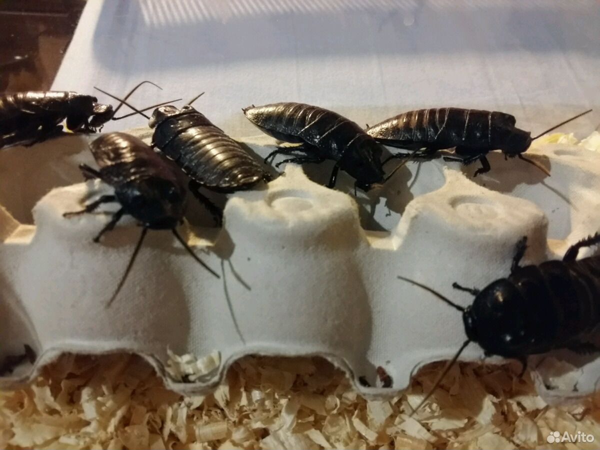 Мадагаскарские-шипящие тараканы