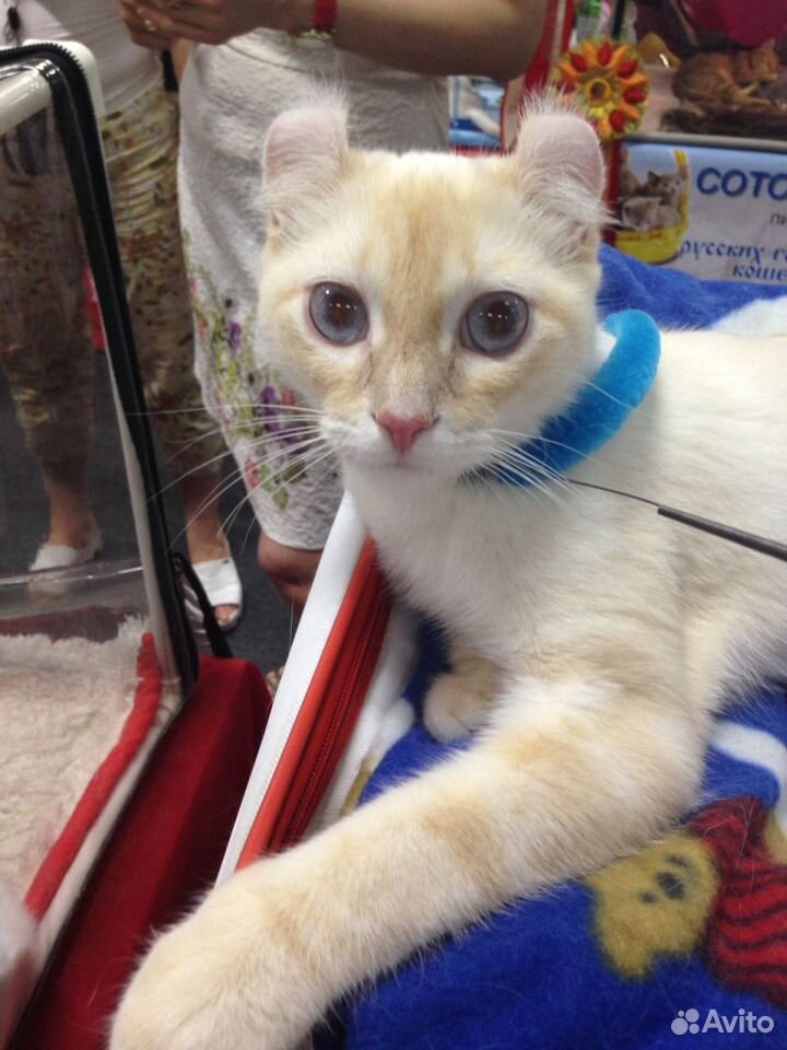 Голубоглазый мальчик Лучик, Американский керл