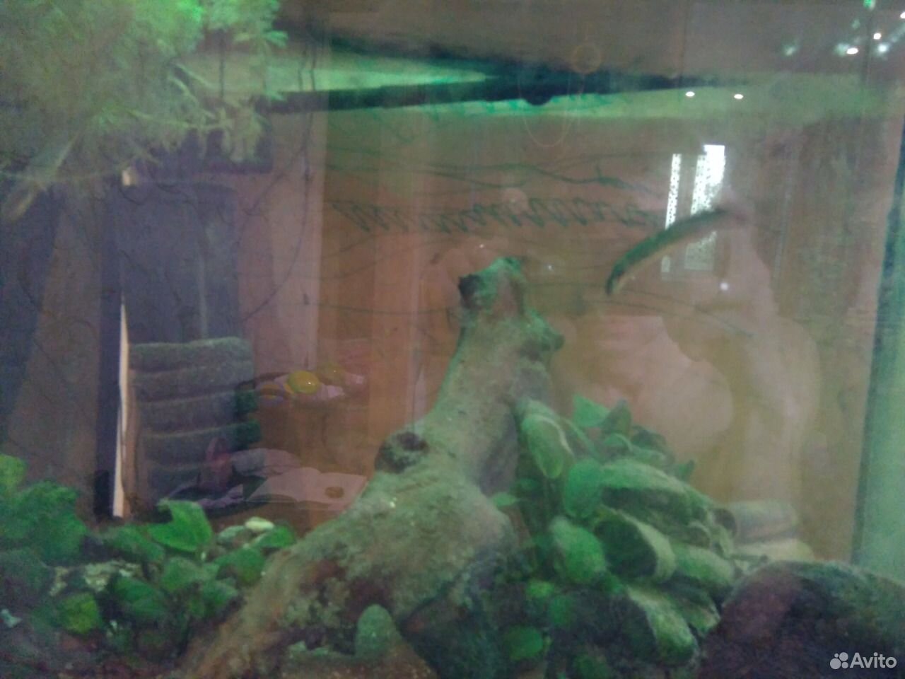 Отдам полиптерус сенегальский