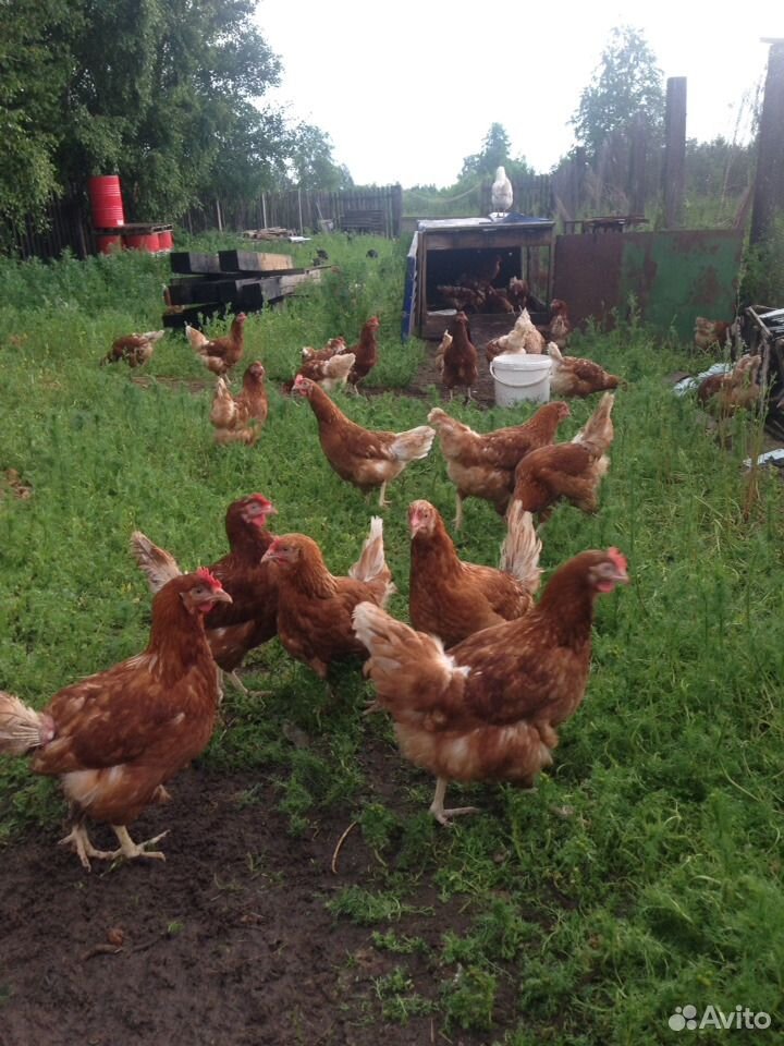 Кура молодка 5 м на яйце