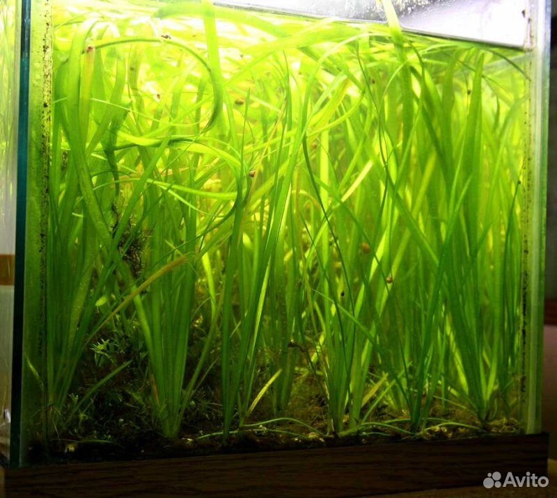 Валиснерия гигантская