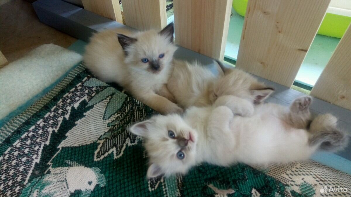 Котята