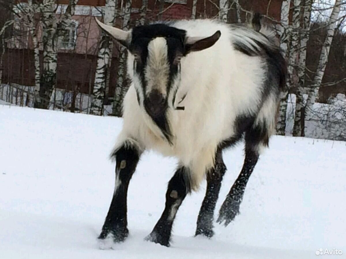 Козлик племенной от высокоудойных родителей