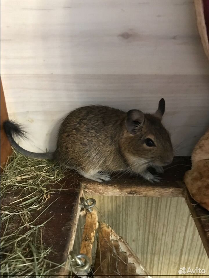 Дегу, девочка