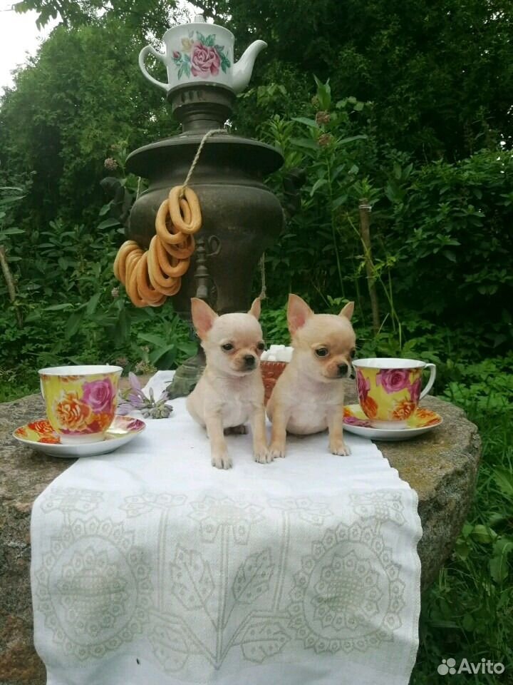 Щенки чихуа