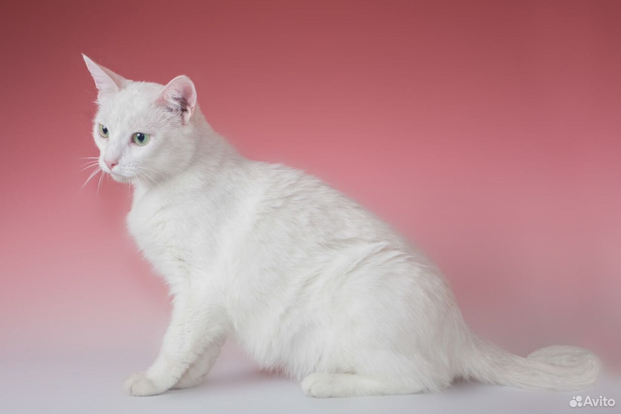 Красивая ласковая белая кошка Бьянка
