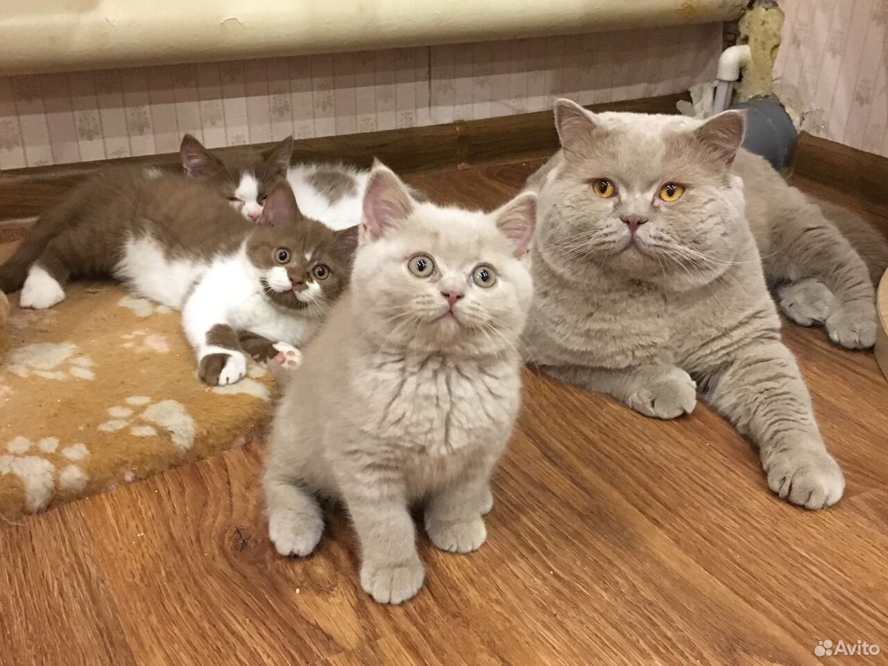 Девочка окраса Фавн