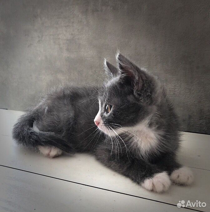 Дымочек в добрые ручки