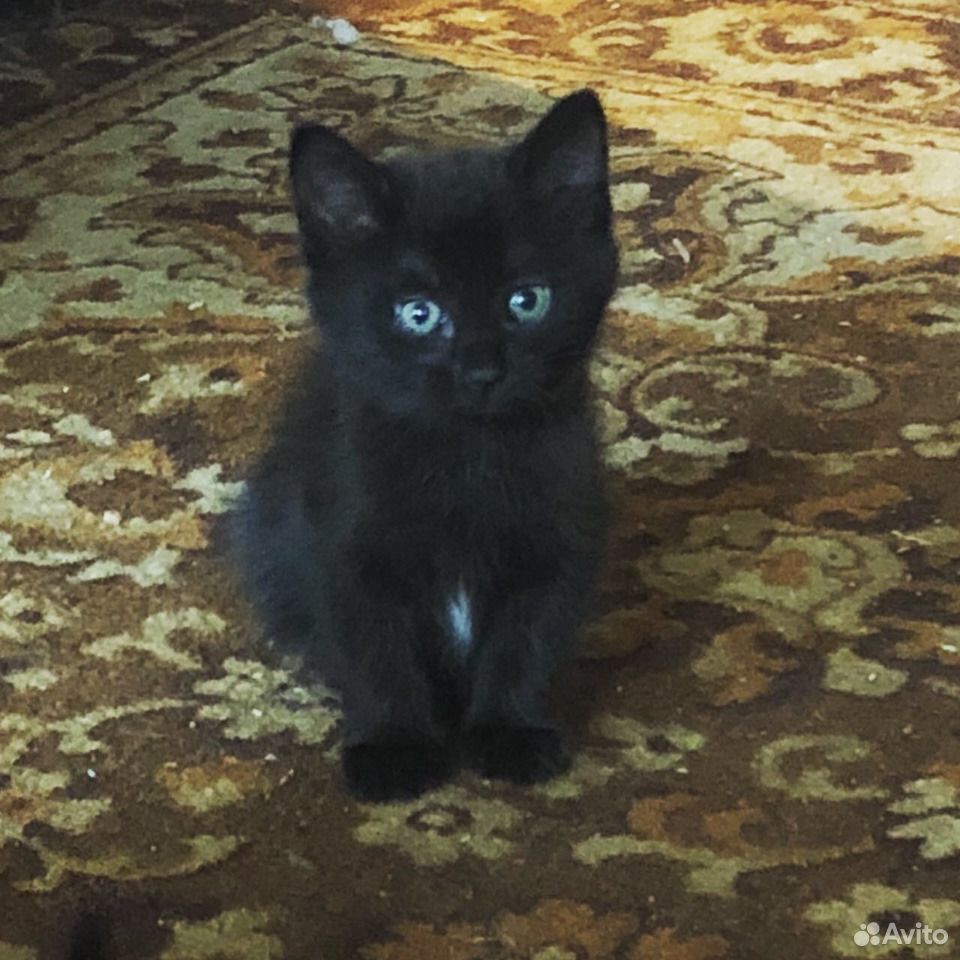 Чёрные котята