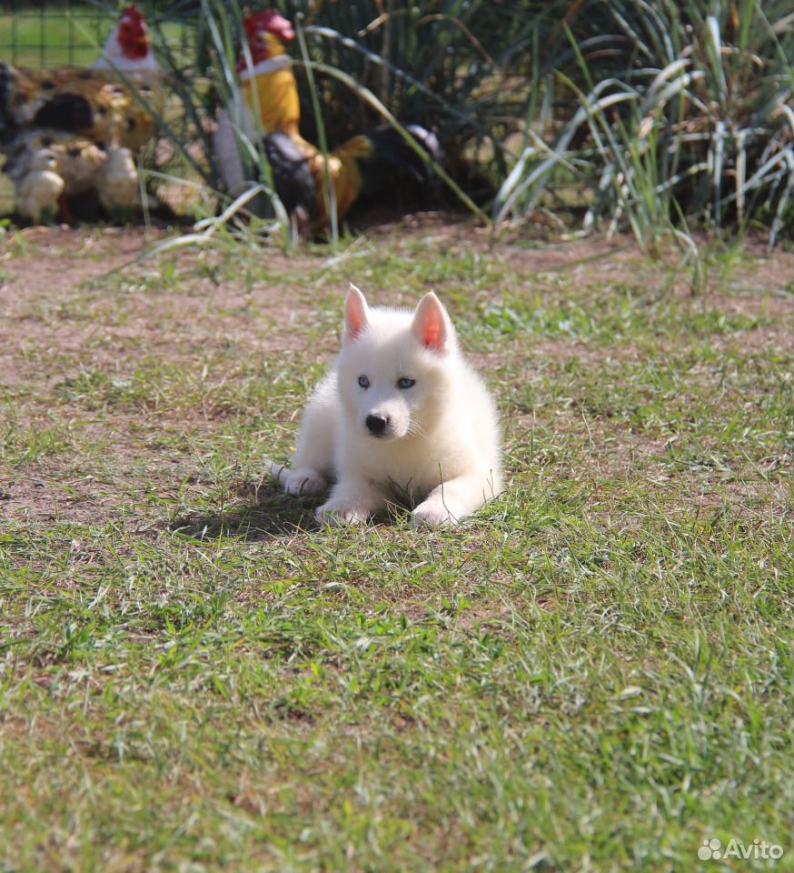 Хаски - три белых кобеля