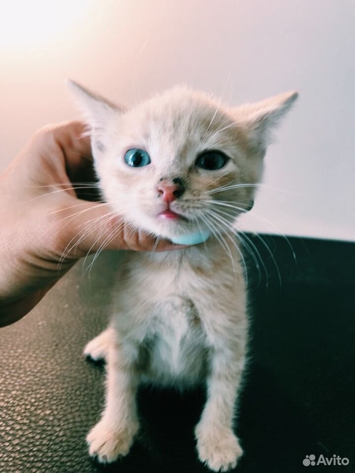 Котёнок самый ласковый кремовый