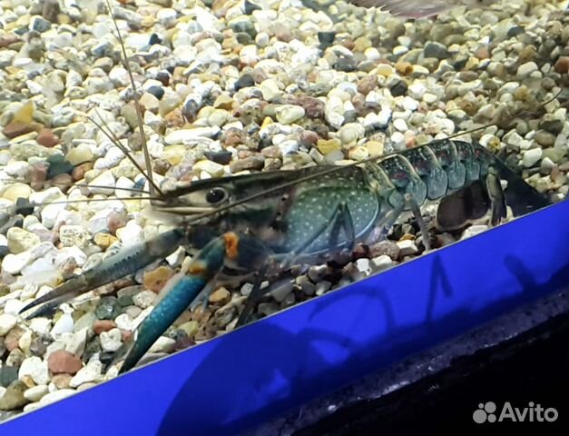 Cherax quadricarinatus