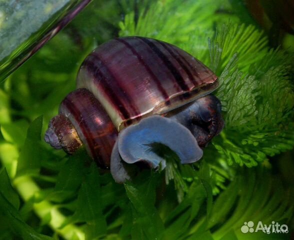 Улитки ампулярии цветные, креветки, рыбки