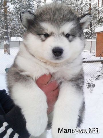 Кобель маламута. Мальчик N 1