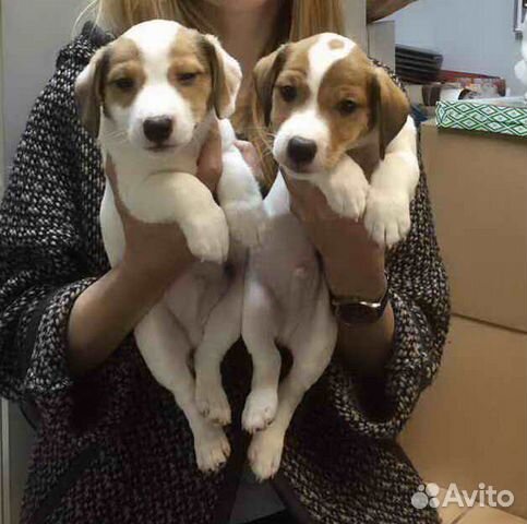 Джекет-Выставочный щенок Джек Рассел Терьера