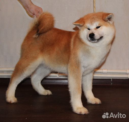 Перспективные девочки 4-6 мес, док-ты РКФ