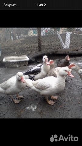 Продаю утки шипуны