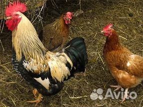 Куры, петухи, кролики