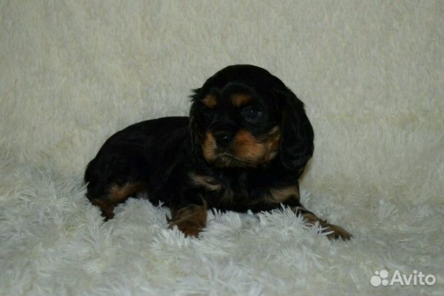 Ккчс мальчишка