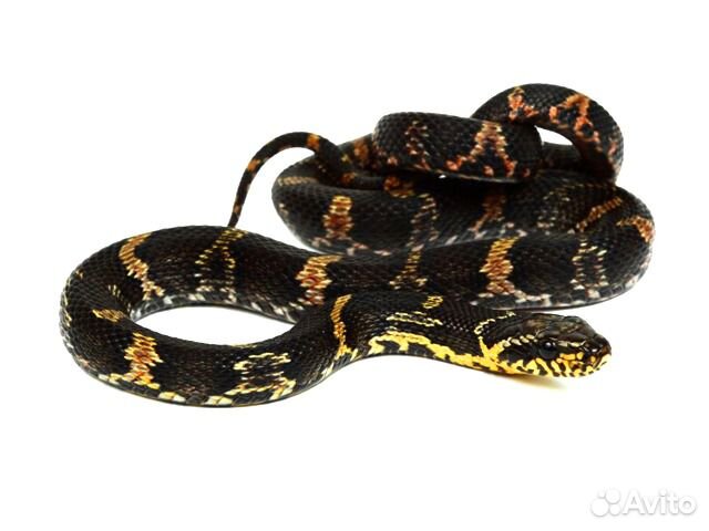 Змея полоз Шренка