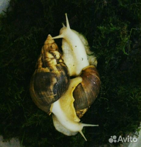 Улитки Ахатины альбиносы