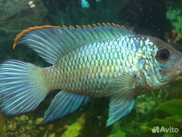 Самец Наннакары блю неон