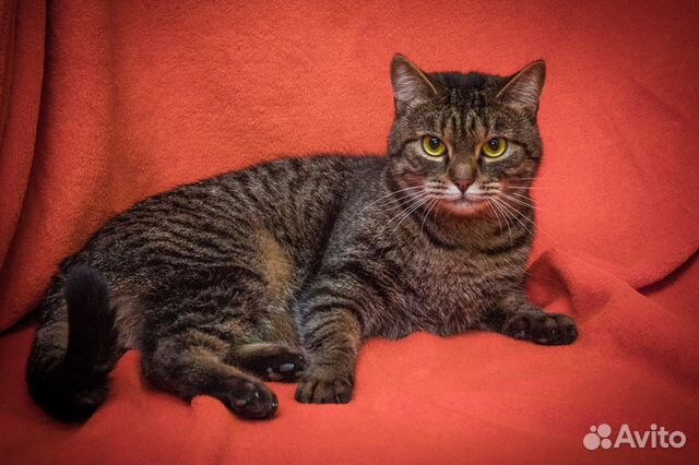 Полосатая кошечка