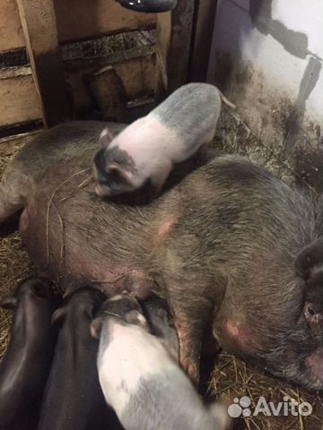 Продаются поросята