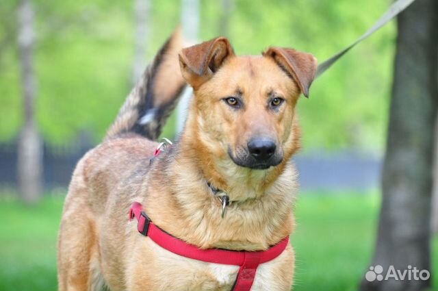 Хитроглазая девчушка ищет семью