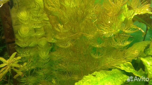Аквариумные растения и рыбки(излишки)