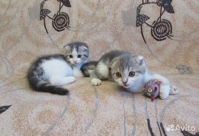 Шотландские котята от элитных родителей