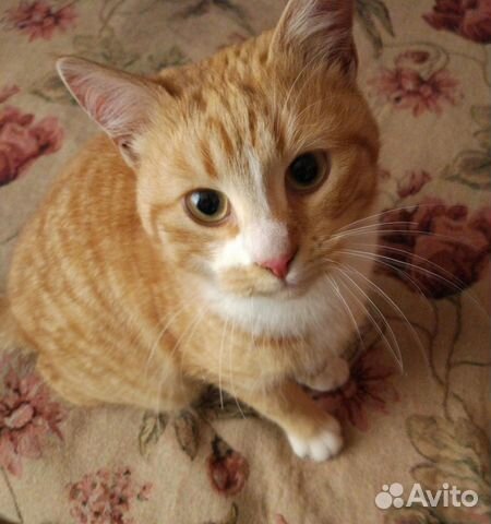 Рыжий котенок Персик