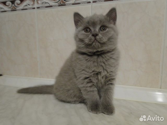 Восхитительный шотландский милашка