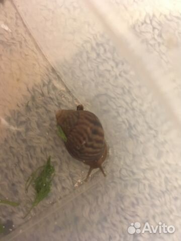 Ахатина иммакулята