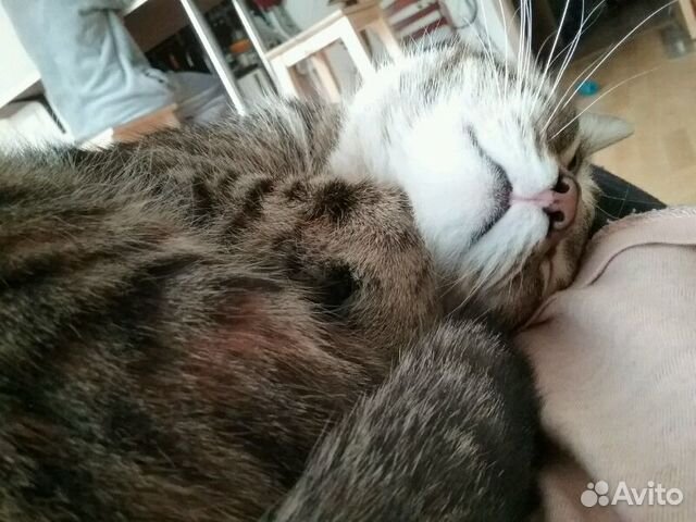 Кошка Моника