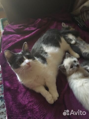 Манчкинята 2 месяца