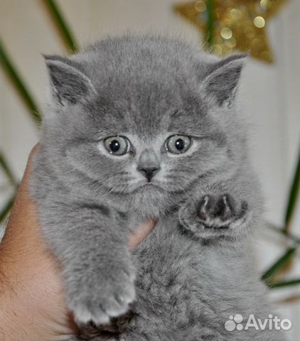 Шотландские полосатые котики и голубые кошечки