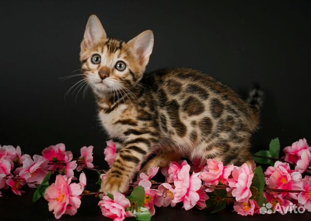 Золотые бенгальчики,забирать или резервировировать