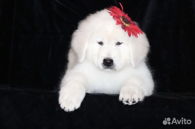 Щенок мареммы девочка 2 мес