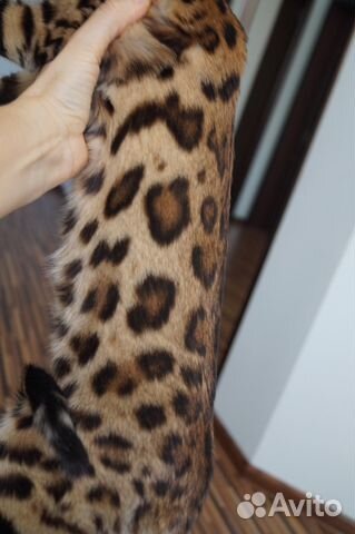 Бенгалка подросток