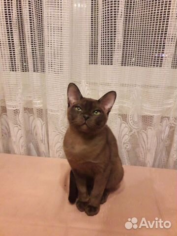 Европейская бурма