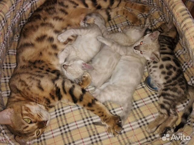 Бенгальские котята